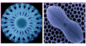 Le Diatomee: microalghe da scoprire - PrezziFarmaco Blog